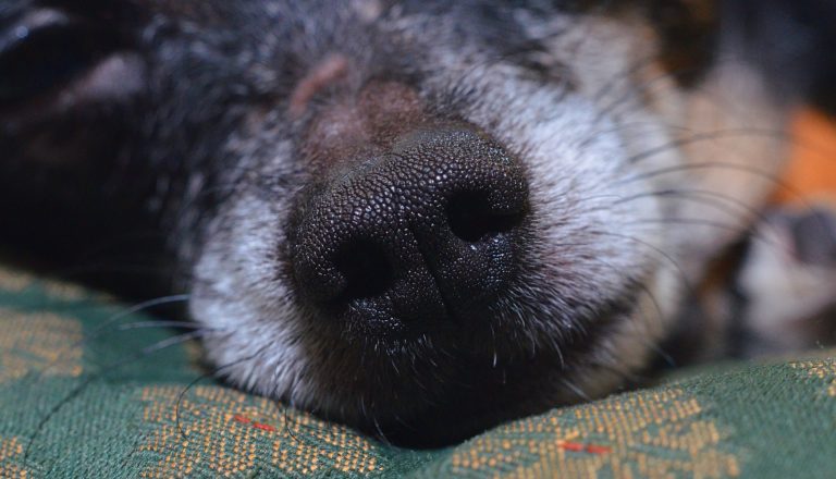 ¿Por qué está seca la nariz de mi perro? - De Perros