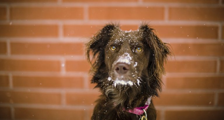 10 curiosidades de los perros - De Perros
